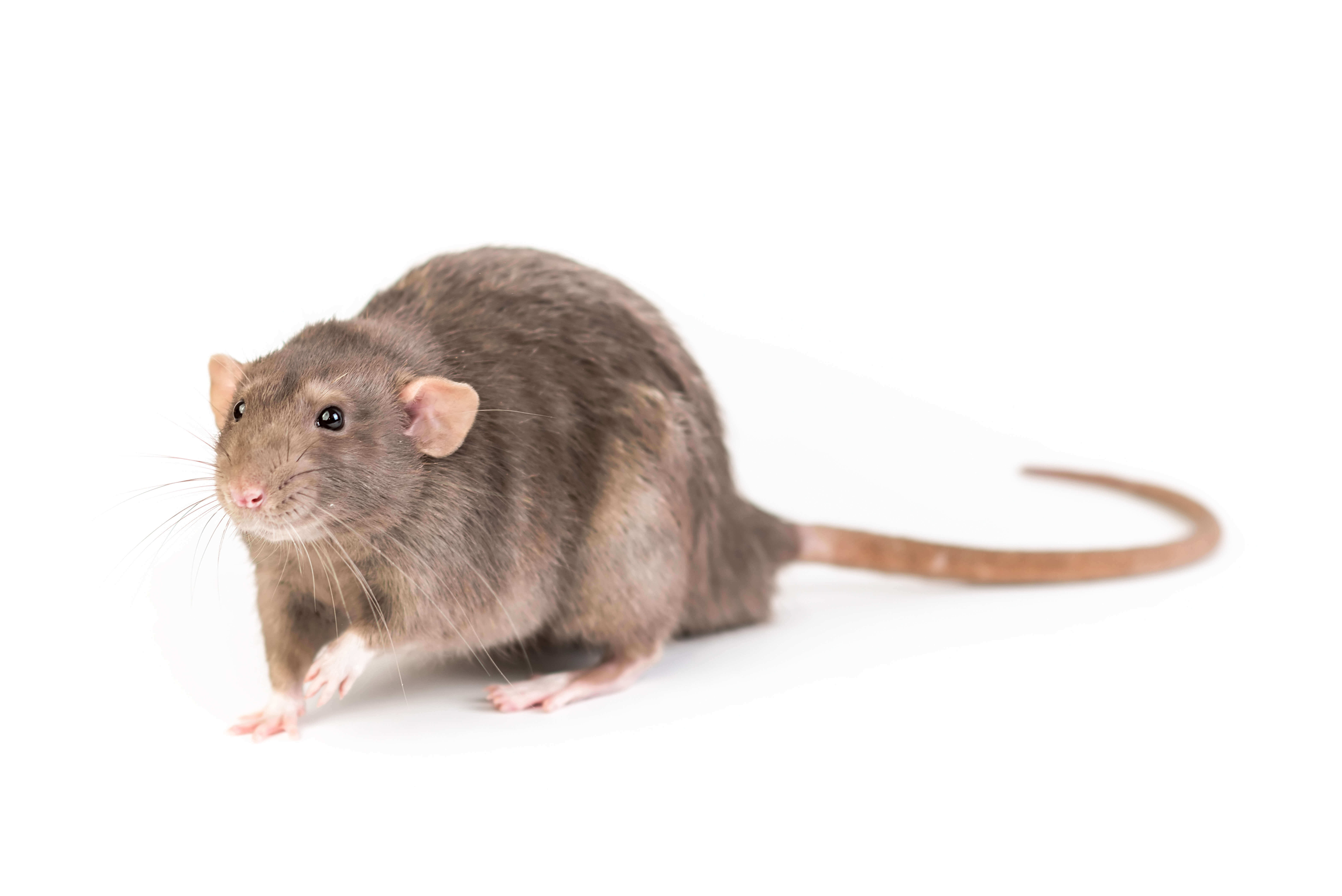 Norway Rats - Waco, San Antonio, College Station Pest Control | iPest