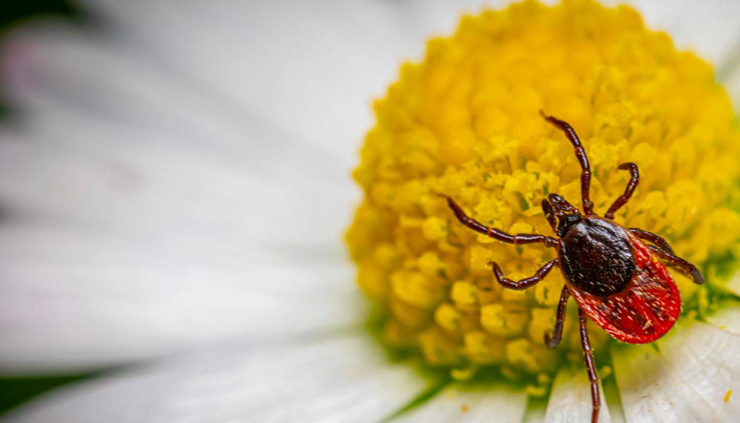 iPest Solutions - San Antonio, College Station Pest Control | iPest